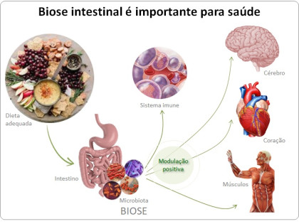 Biose intestinal é importante para saúde | O Imparcial